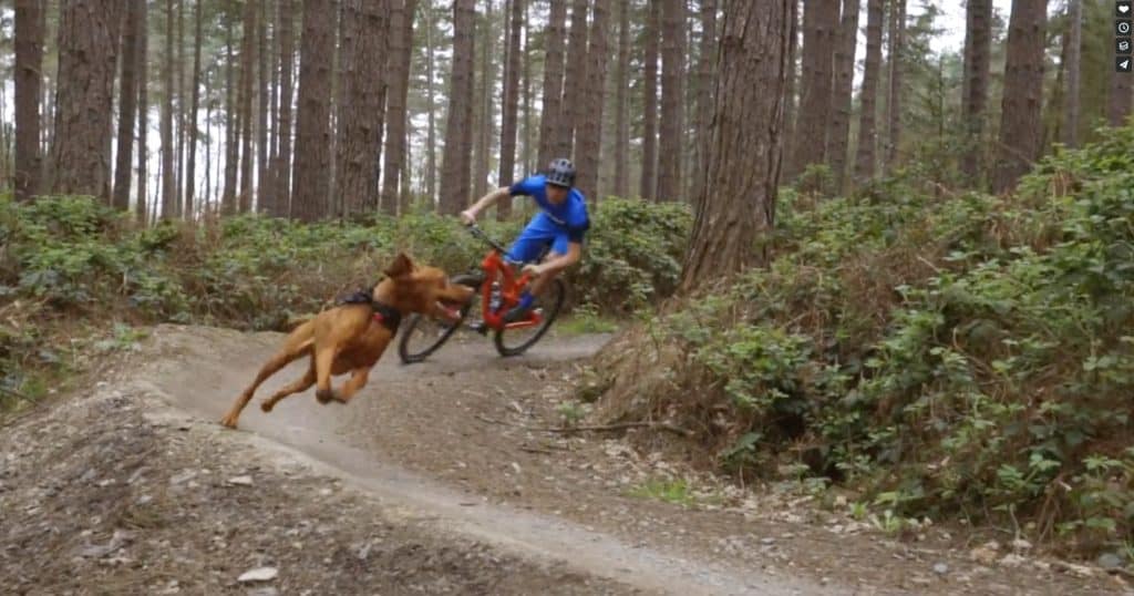 Trail Dogs / A great video of man's best friend | Bike198